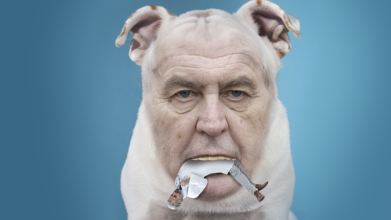 Co teď dělá Miloš Zeman? Nikoho by to nezajímalo, kdyby nechutně ...